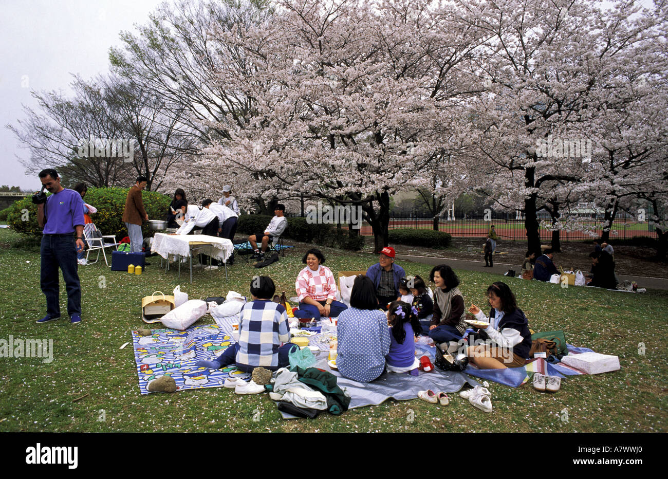 Japanese family picnic cherry hi-res stock photography and images - Alamy