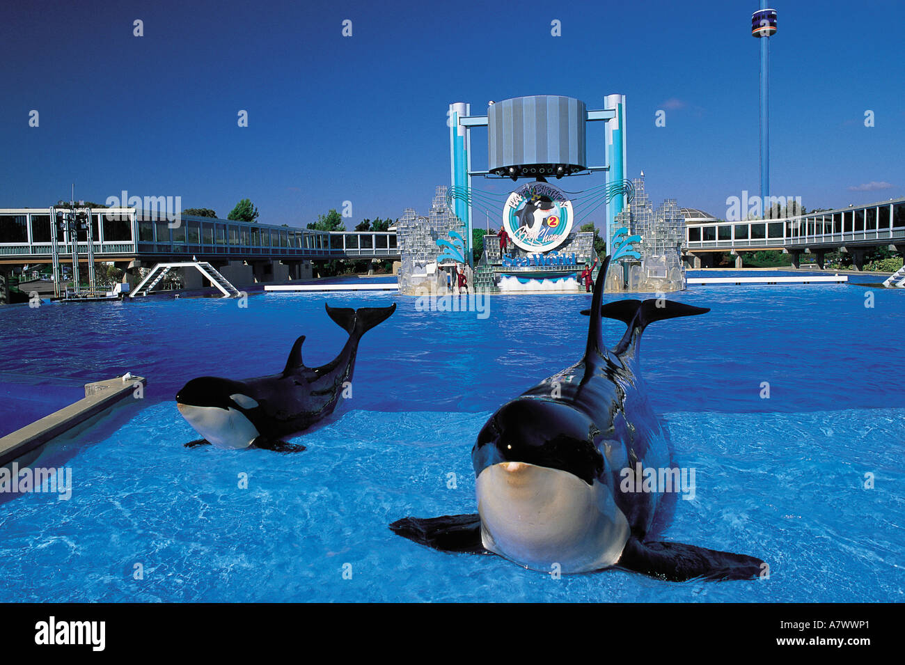 United States, California, San Diego, the killer whales at Sea World ...