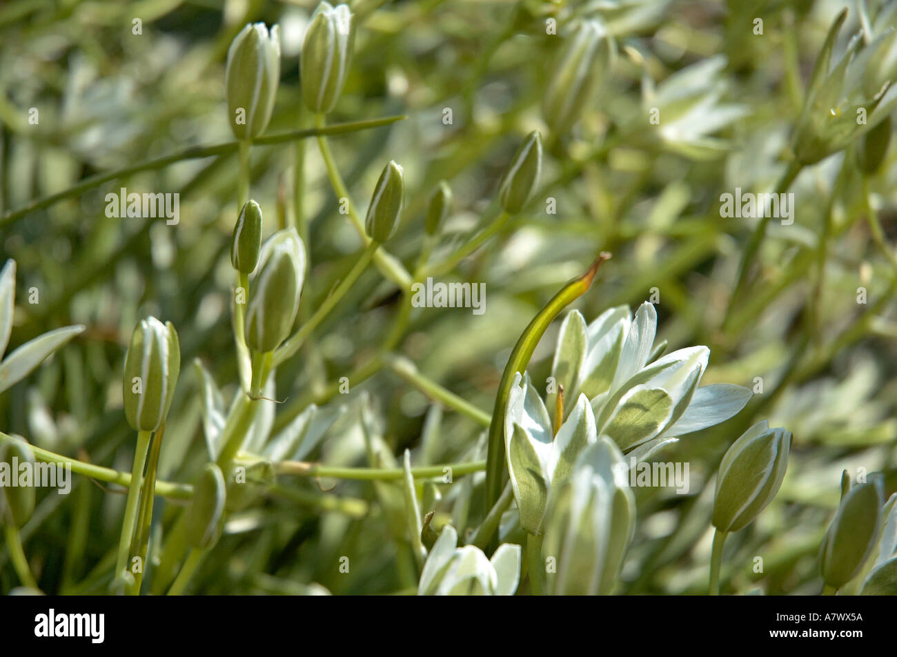 Star of Bethlehem Ornithogalum Umbellatum Clump forming spring ...