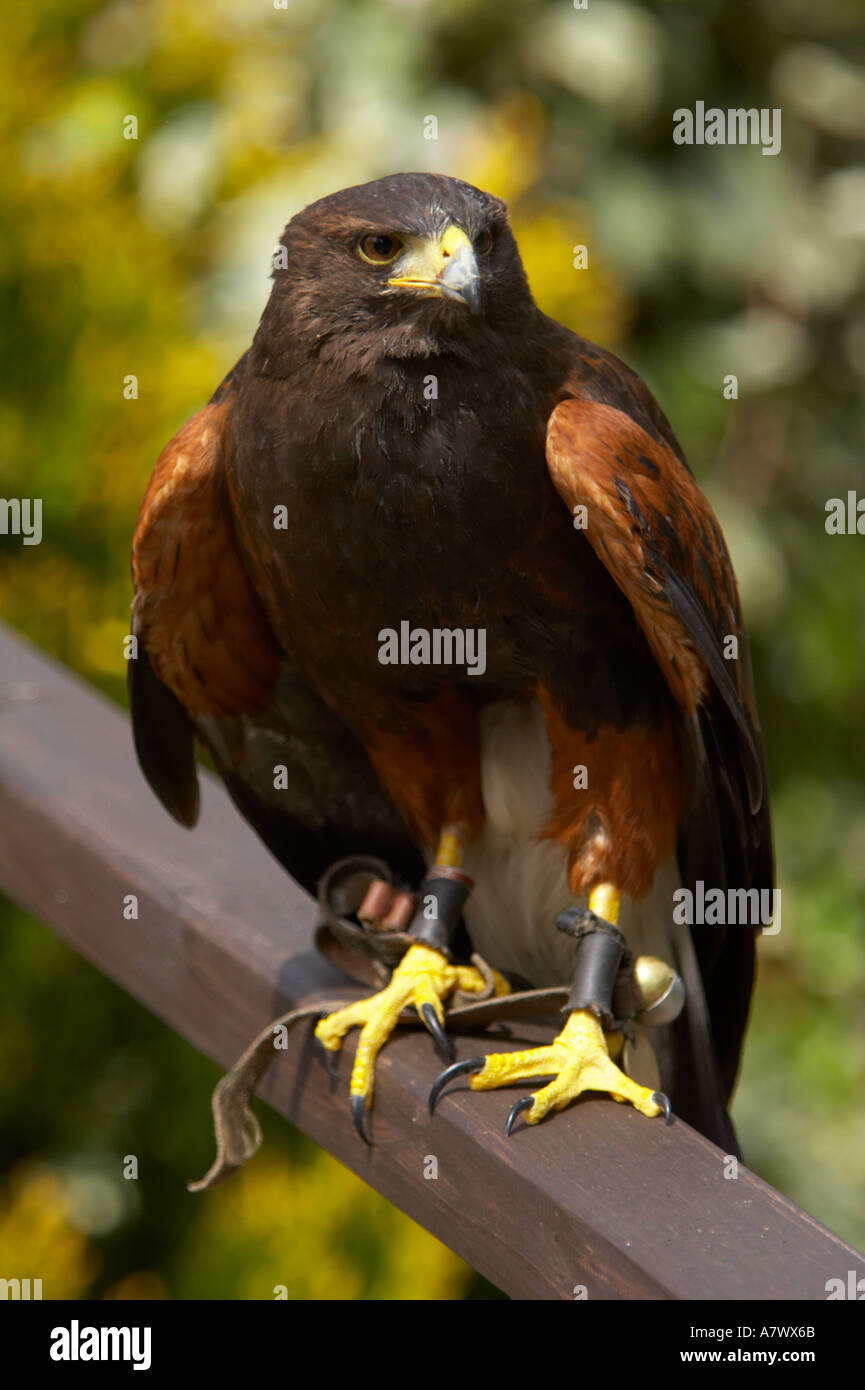 Harris Hawk standing on Fence Stock Photo - Alamy