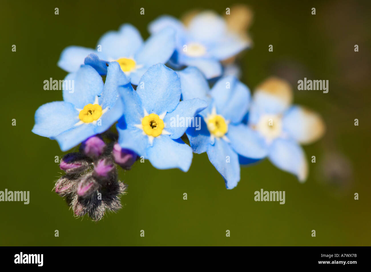 Forget me not with yellow eye hi-res stock photography and images - Alamy