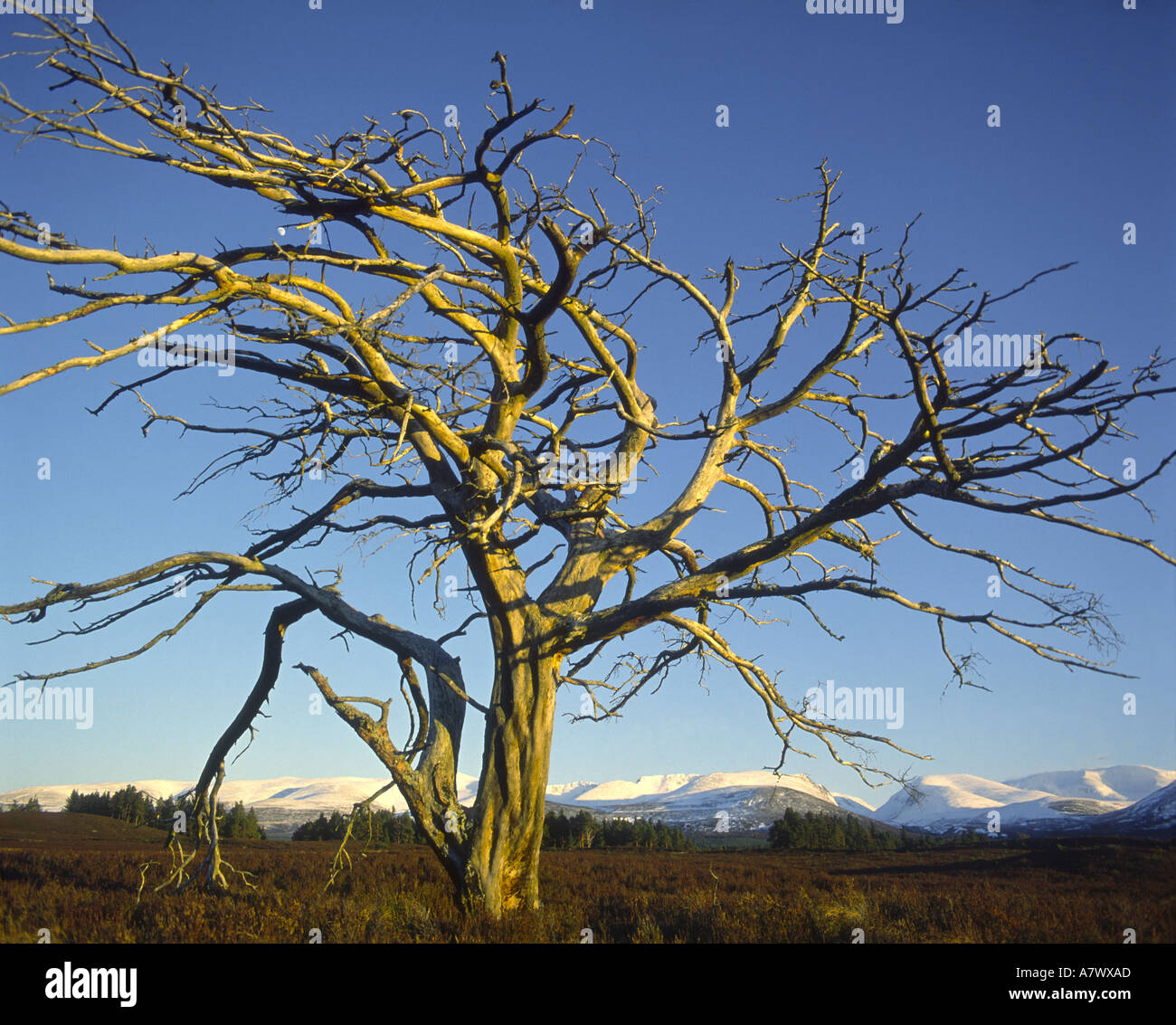 Old Pine Tree Stock Photo - Alamy