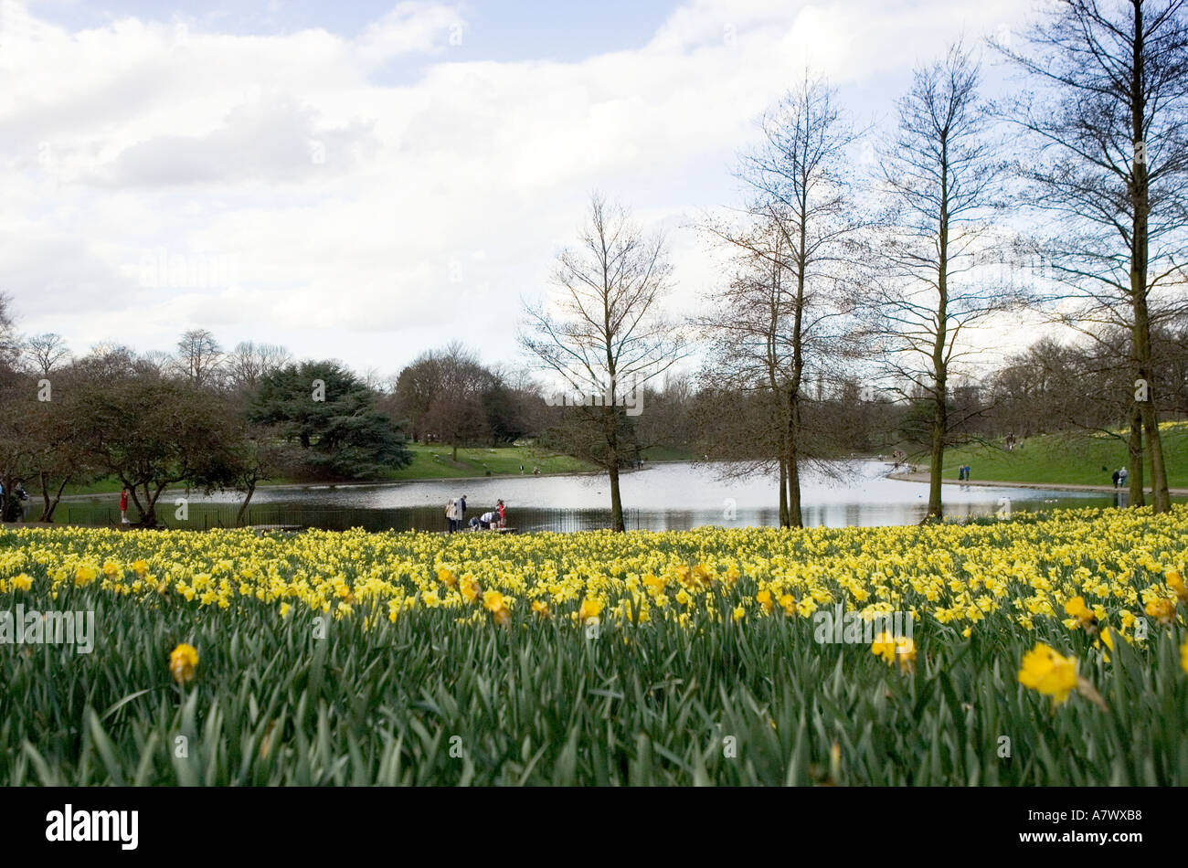 Field Of Daffodils Lake