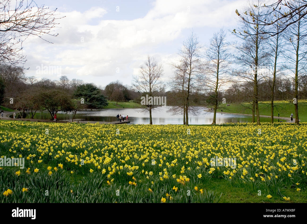 Daffodil field and lake Sefton Park Liverpool Stock Photo - Alamy