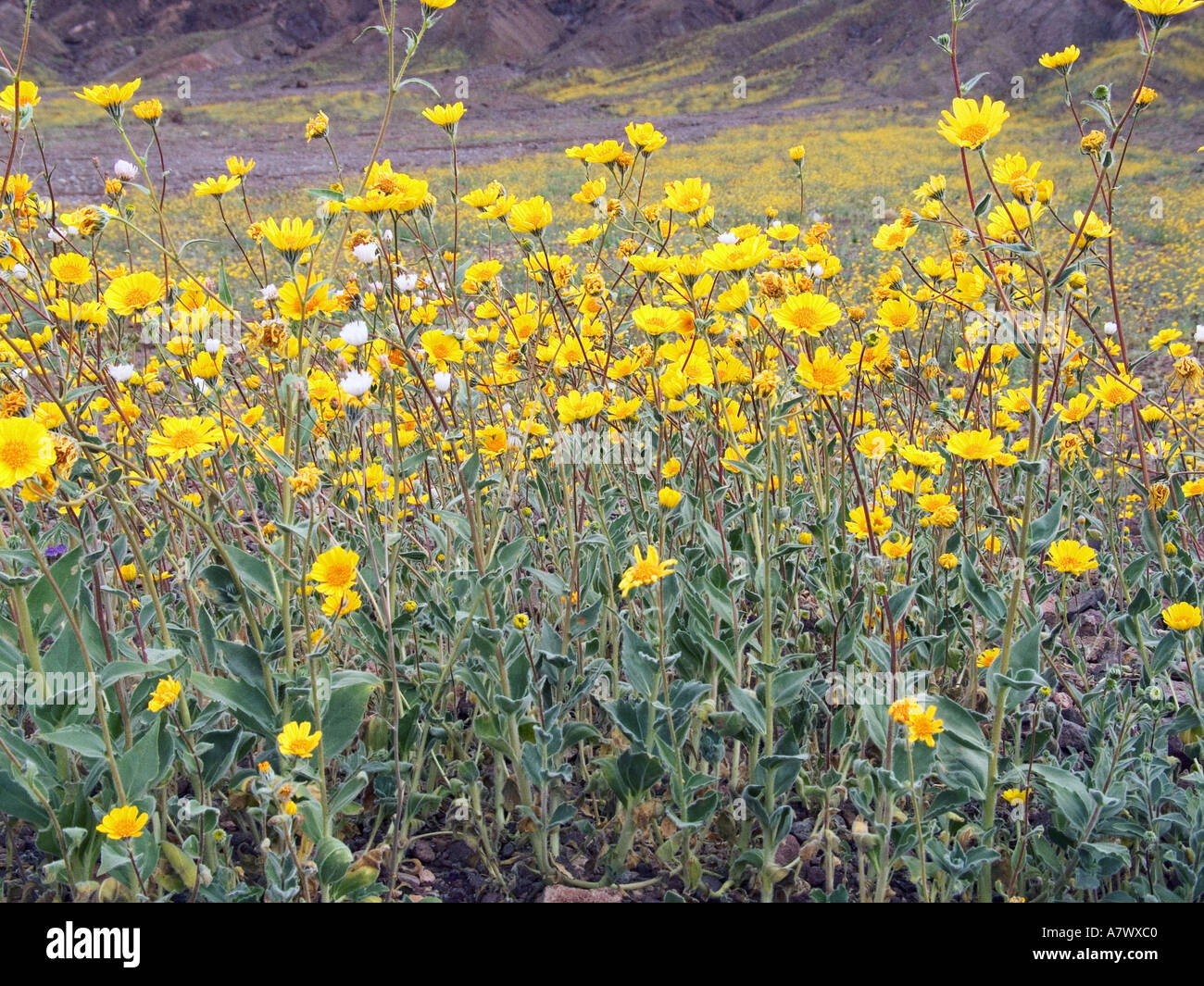 Heavy rains created a vivid display of wild flowers in Death Valley in ...
