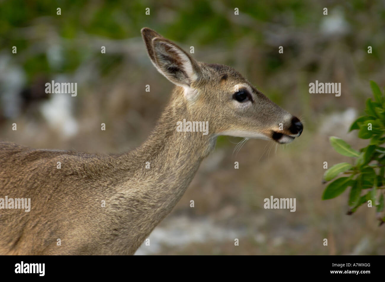 Key deer doe an endangered species Big Pine Key National Wildlife ...
