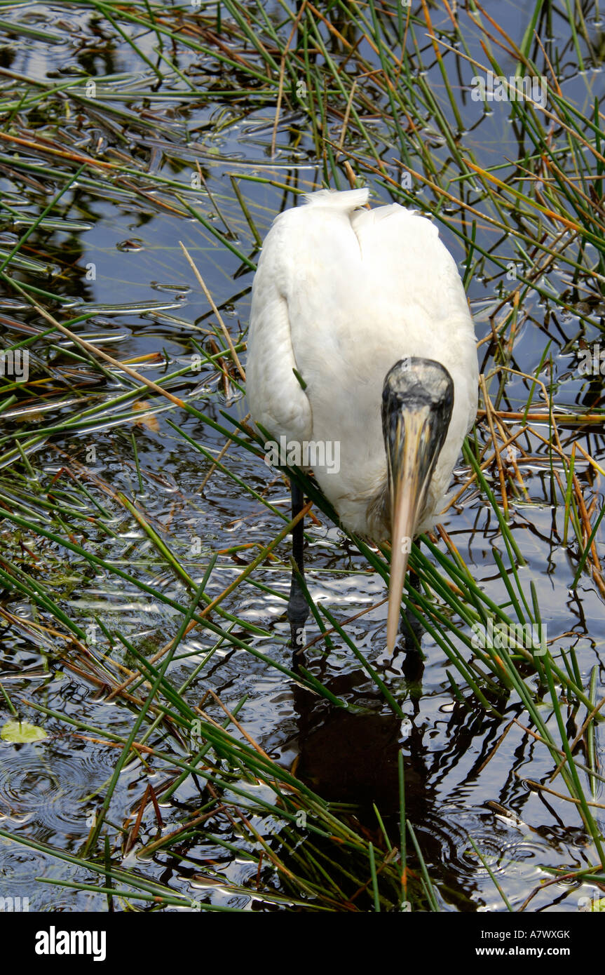 Wood stork an endangered species fishing in Everglades National Park ...