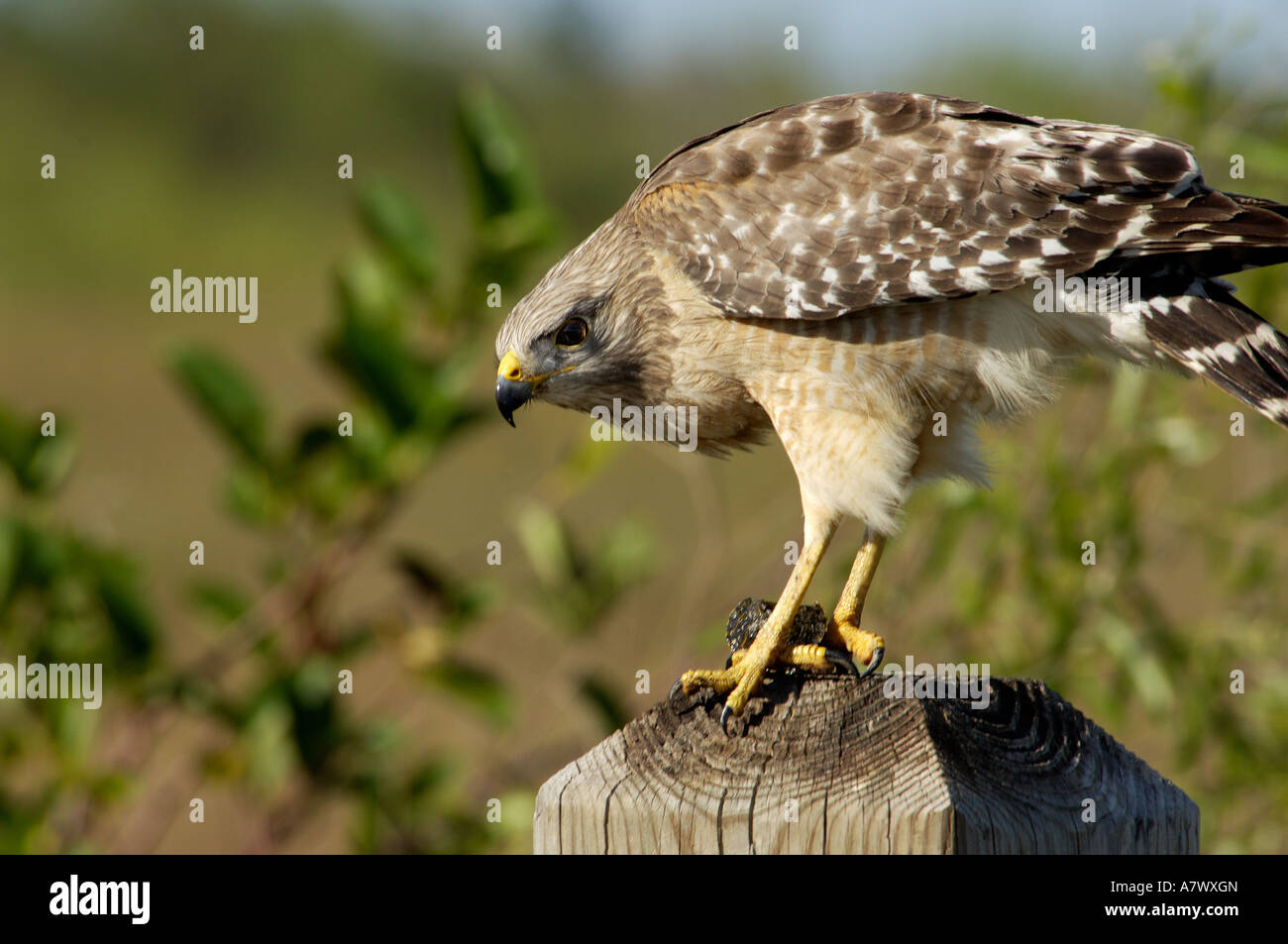 Red-shouldered hawk in Everglades National Park Florida. Digital ...