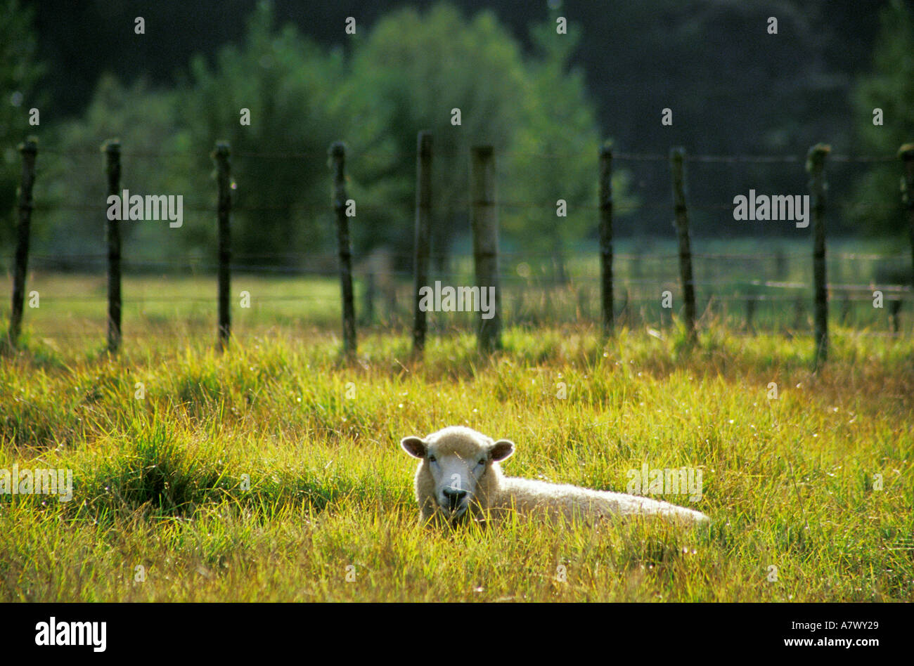 Long line of sheep hi-res stock photography and images - Alamy