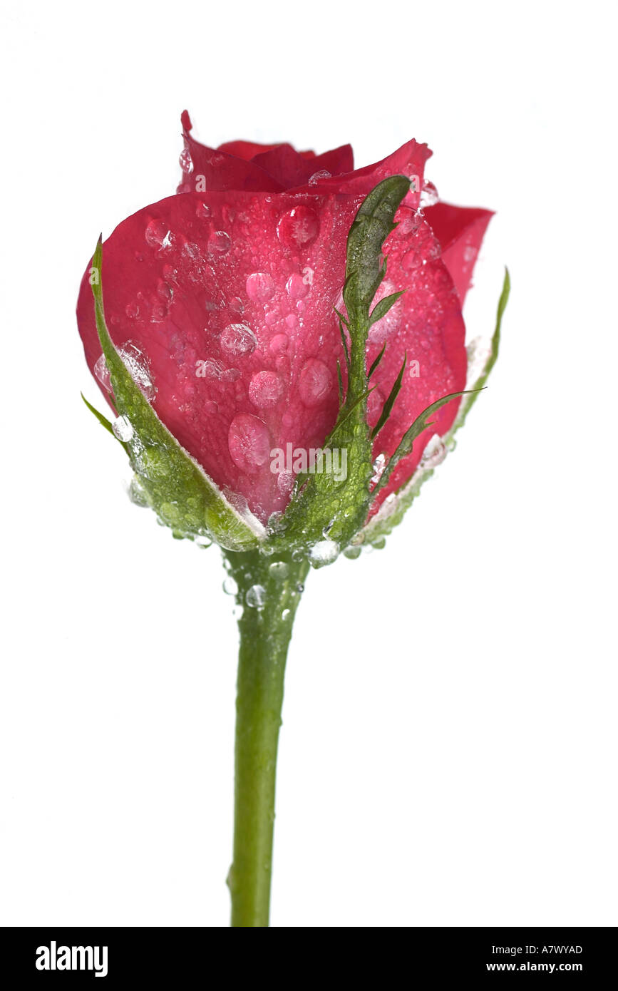 ''rosebud'' Cut Out Stock Images & Pictures - Alamy