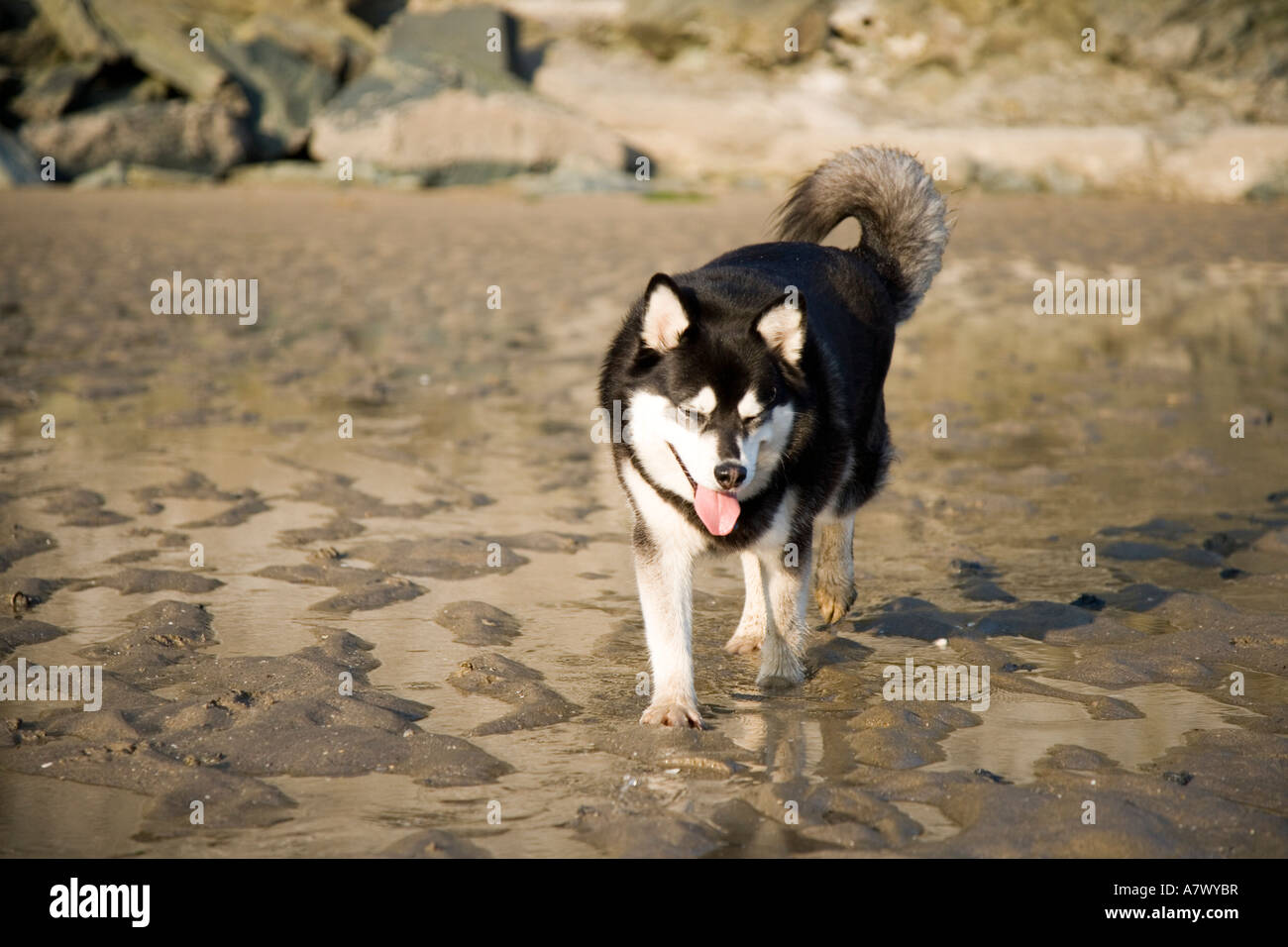 Husky on Beach at Salcombe, Husky walking on sandy beach, black and ...