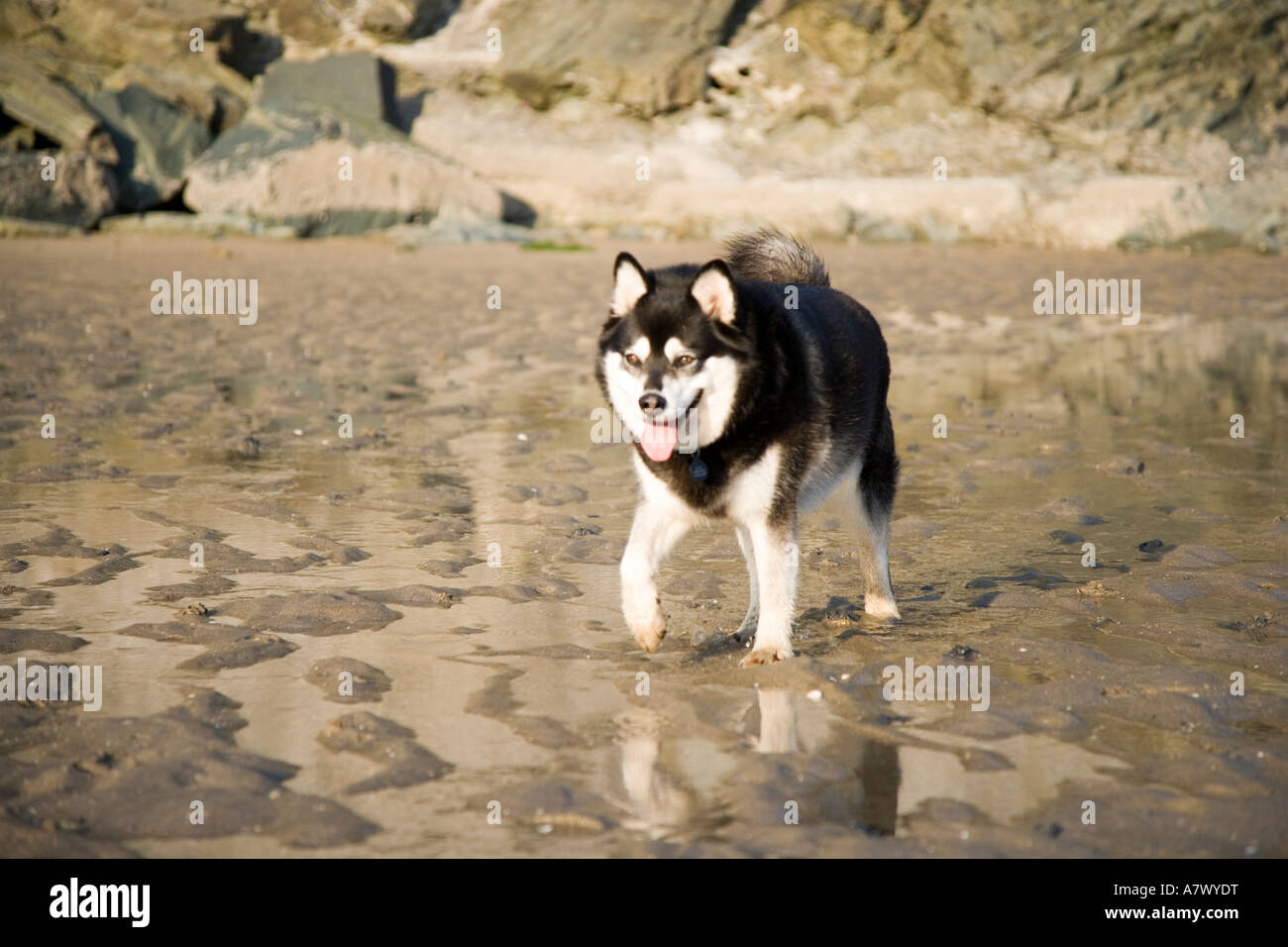 Husky dog on beach, salcombe, Devon, Husky, Husky enjoying a run on the ...