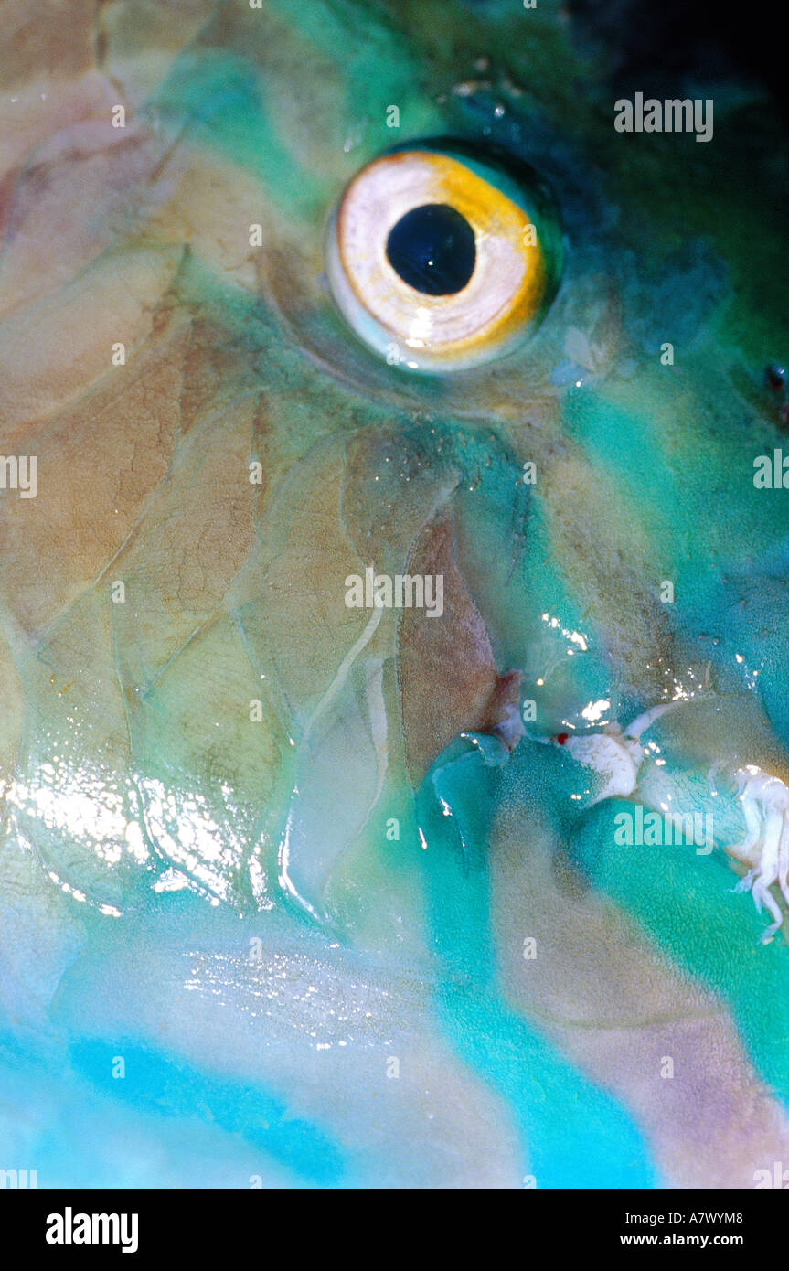 Bora Bora Fish Stock Photos & Bora Bora Fish Stock Images - Alamy