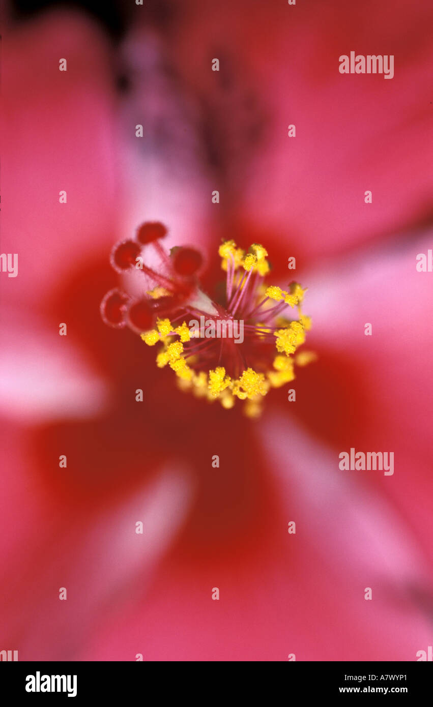 France, French Polynesia, Society islands, a Tahitian flower Stock ...