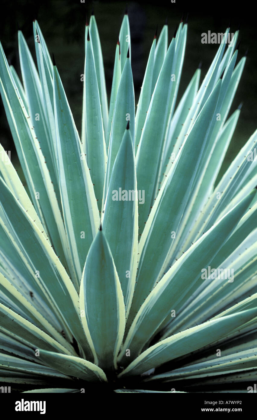 French Polynesia, Society Islands, a Tahitian flower Stock Photo - Alamy
