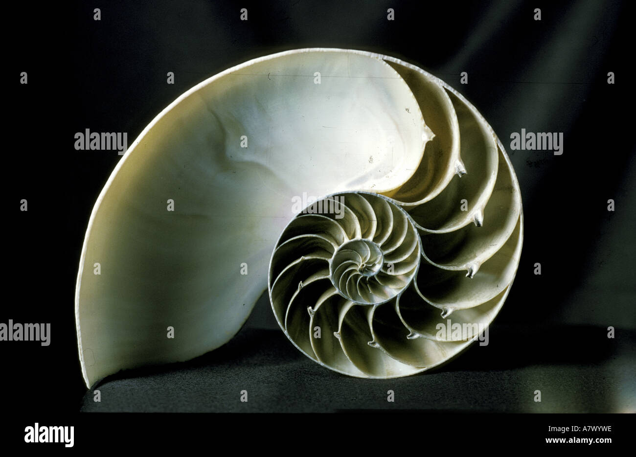 French Polynesia, Society Islands, Tahiti island, shell Stock Photo - Alamy