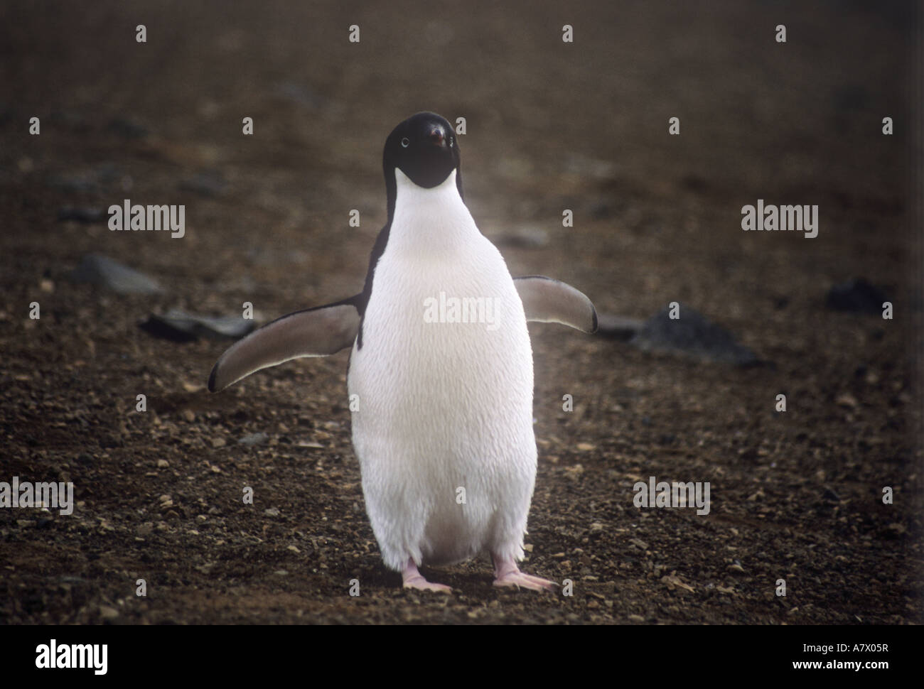 adelie penguin, antarctica Stock Photo - Alamy