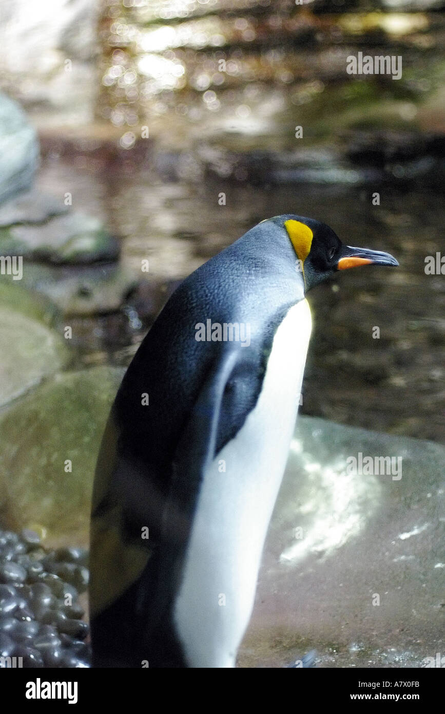 BREST oceanopolis aquarium and sea life centre penguin house Stock ...