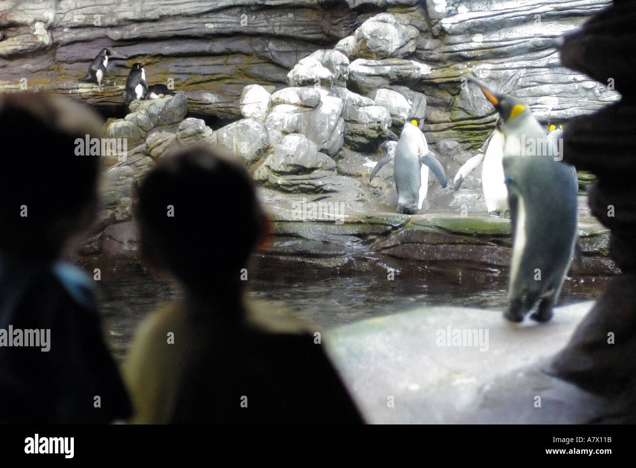 BREST oceanopolis aquarium and sea life centre penguin house Stock ...