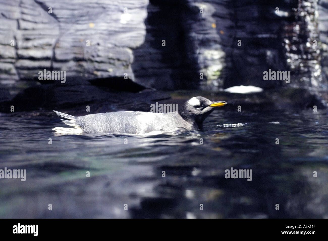 BREST oceanopolis aquarium and sea life centre penguin house Stock ...