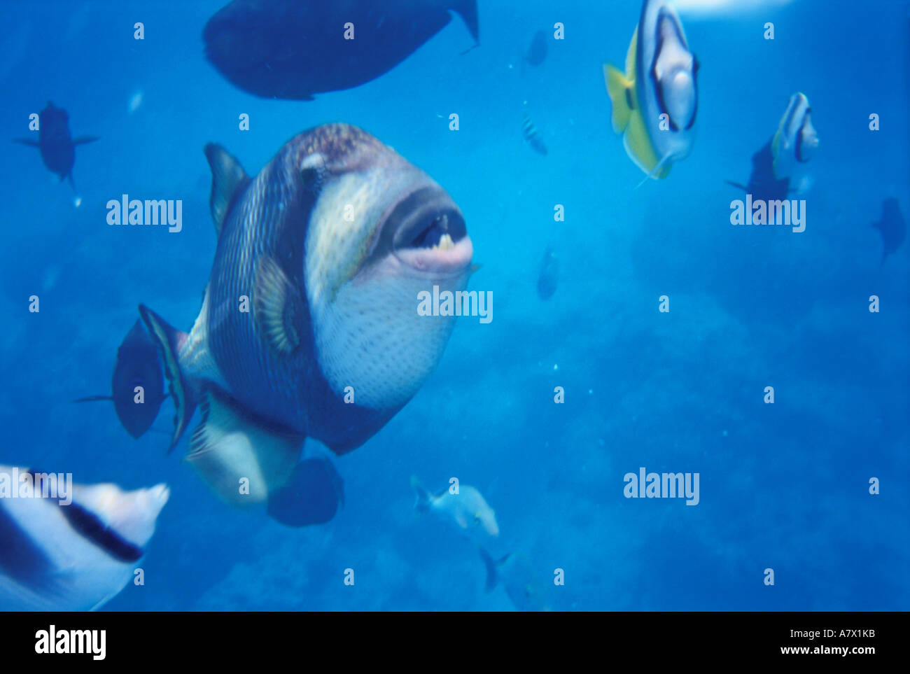 Bora bora fish view hi-res stock photography and images - Alamy