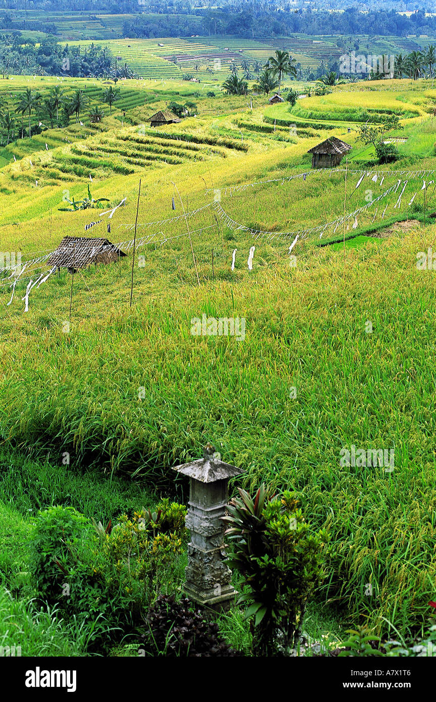 Indonesia, Bali, rice field Stock Photo - Alamy