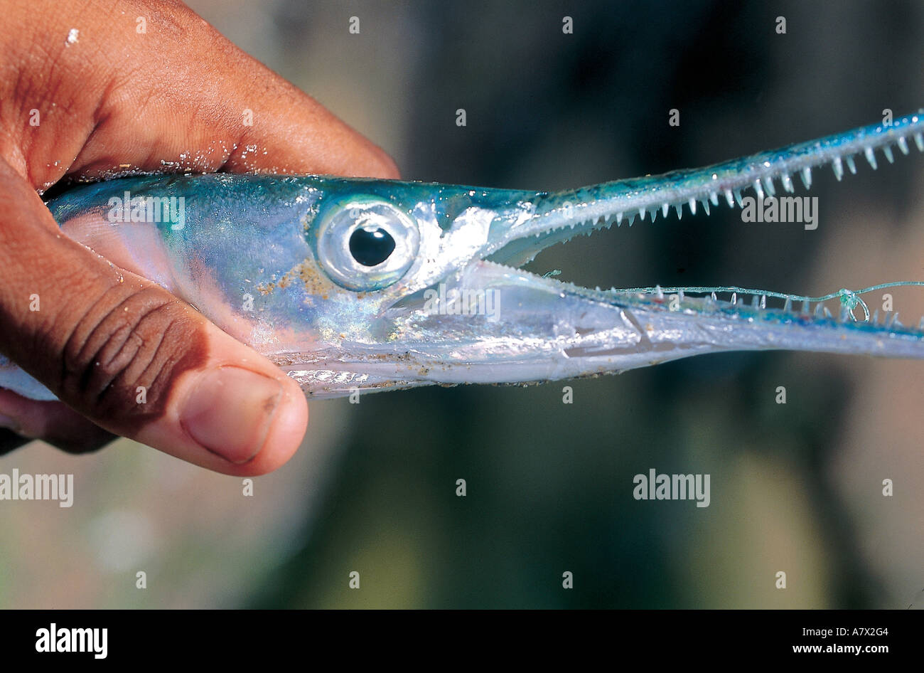 Dominican Republic, Samana province, Las Terrenas, crocodilefish Stock ...