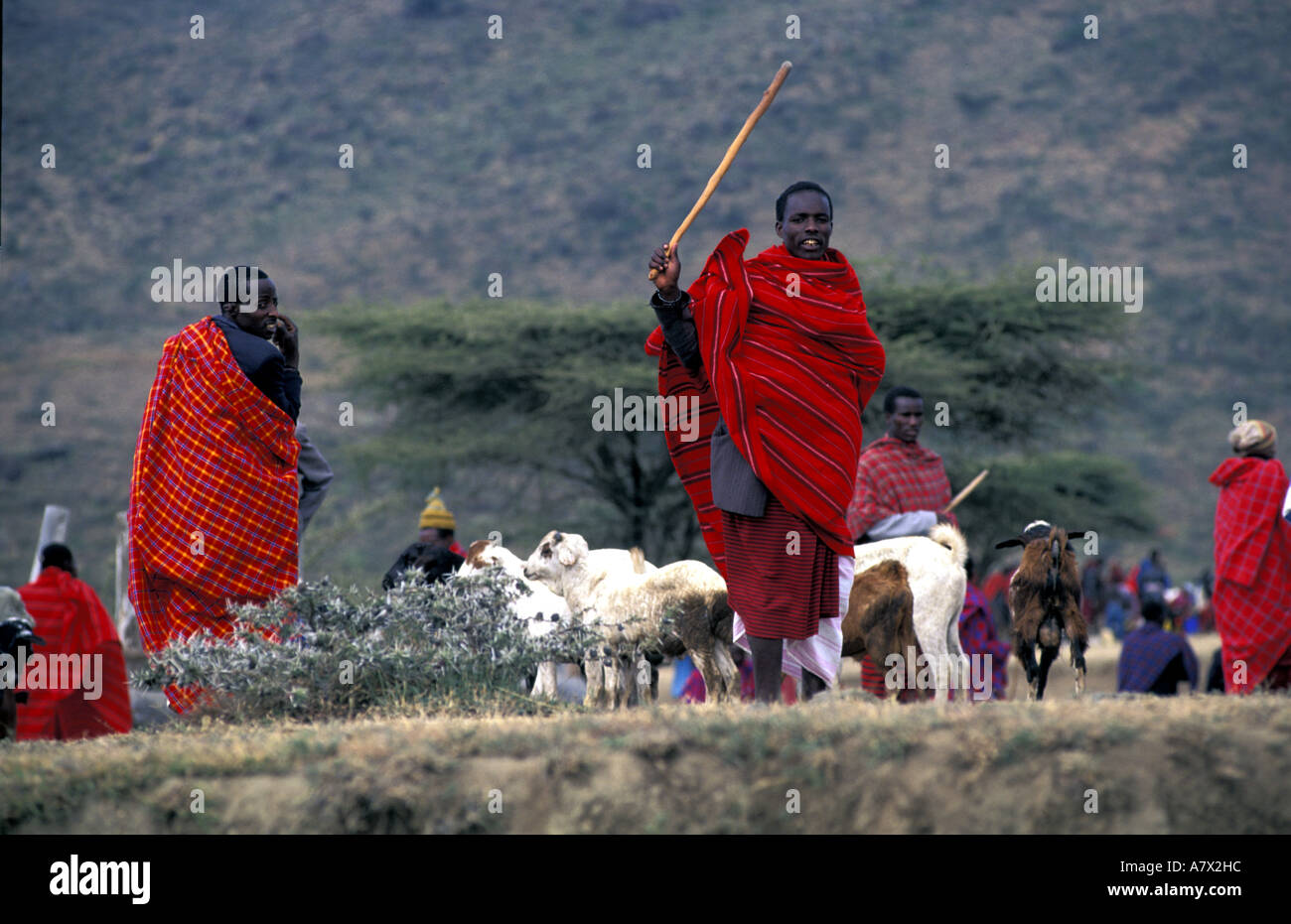 African shepherds people hi-res stock photography and images - Alamy
