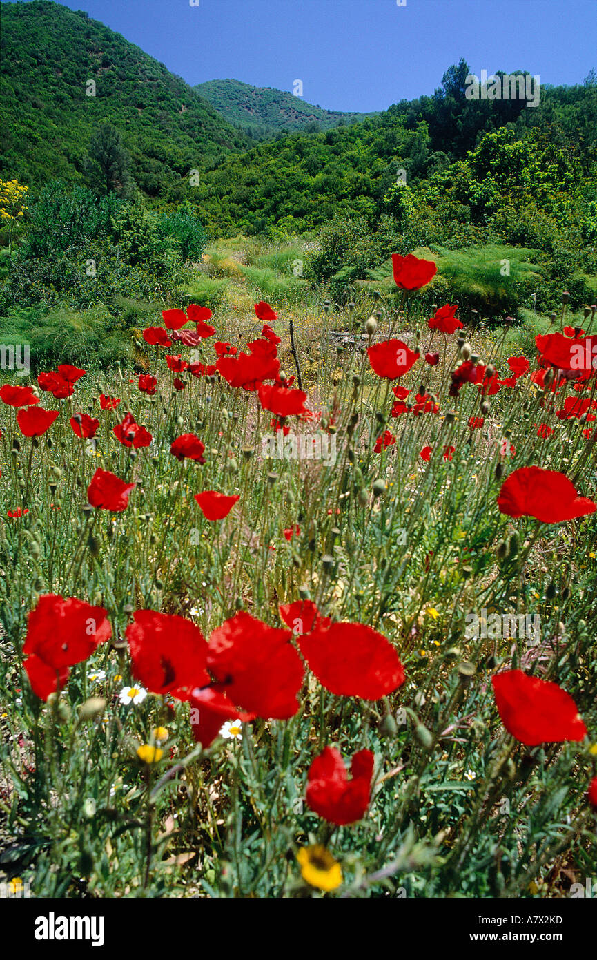 Mitidja hi-res stock photography and images - Alamy