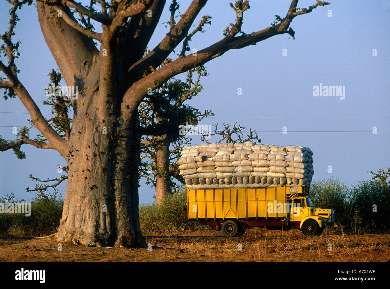 Babab tree hi-res stock photography and images - Alamy