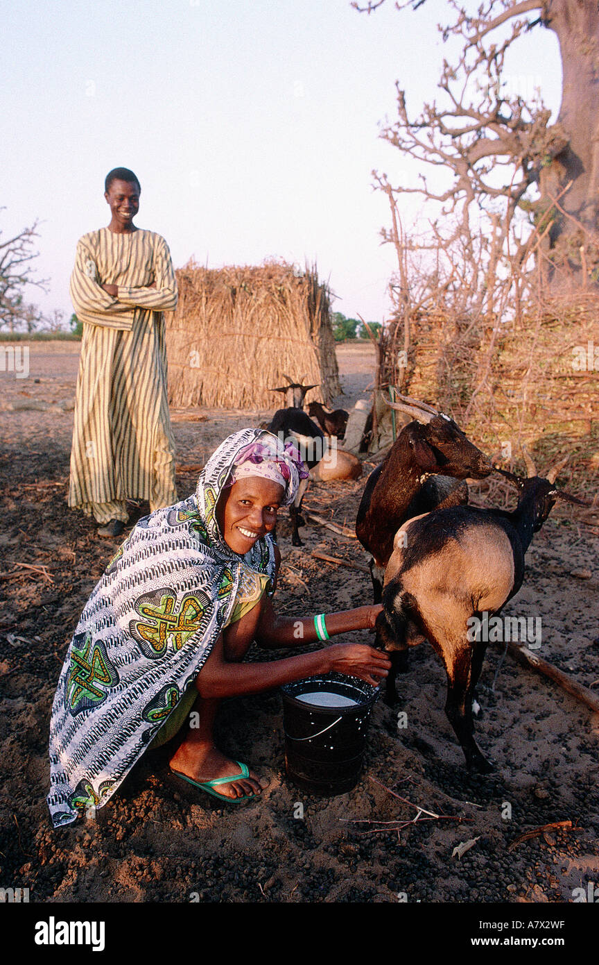 Senegalese goat hi-res stock photography and images - Alamy