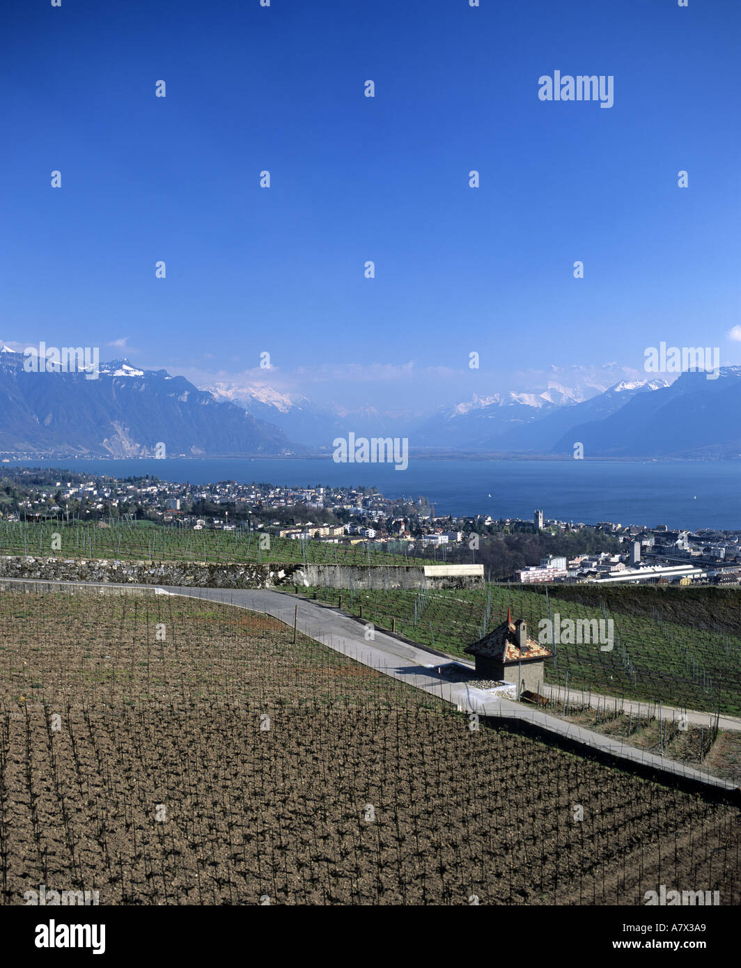 Vinyards in the sunshine with Lake Geneva and the Swiss Alps in the ...