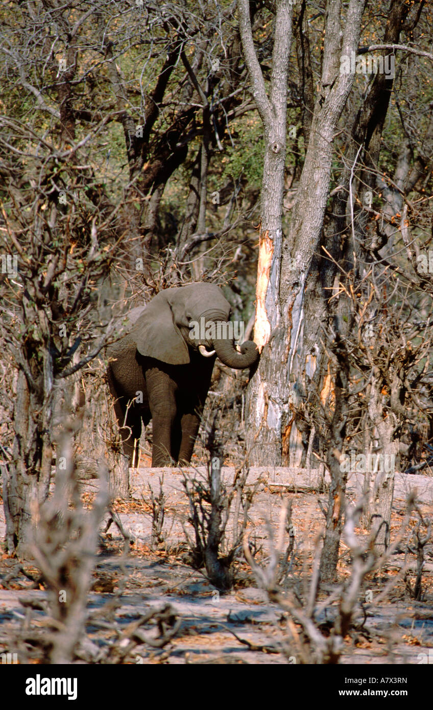 Botswana elephant bark eating tree habitat hi-res stock photography and ...