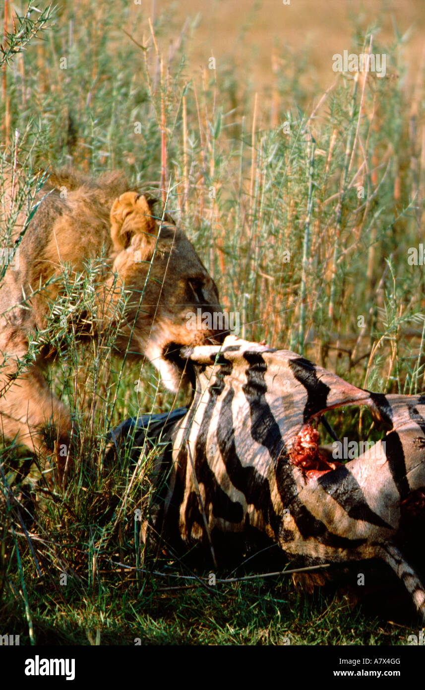 Africa, Botswana, Okavango Delta, Jao Reserve. Male lion with zebra ...