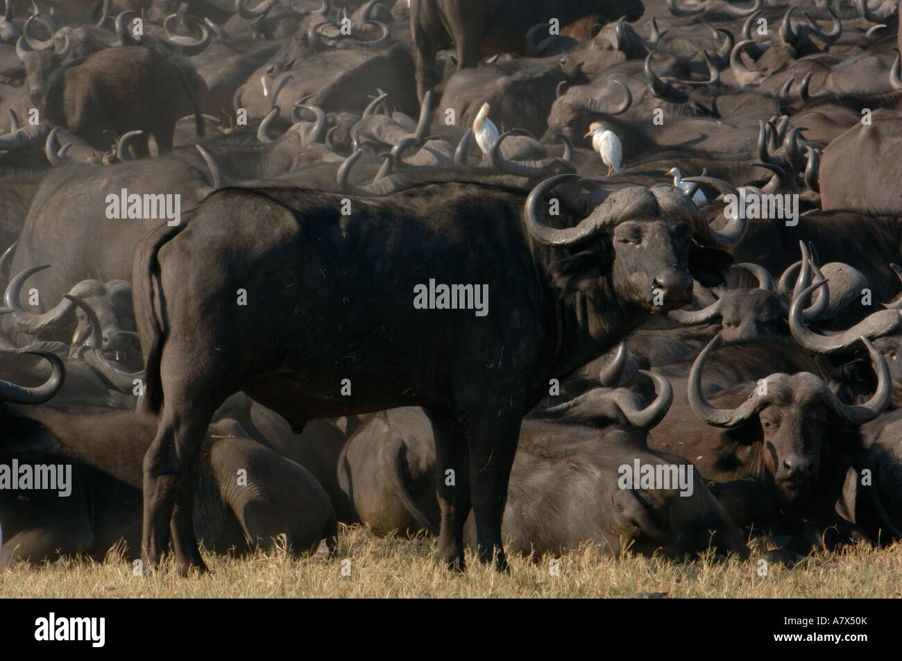 Buffalo herd in a tight group after sleeping in the hopes it will then ...