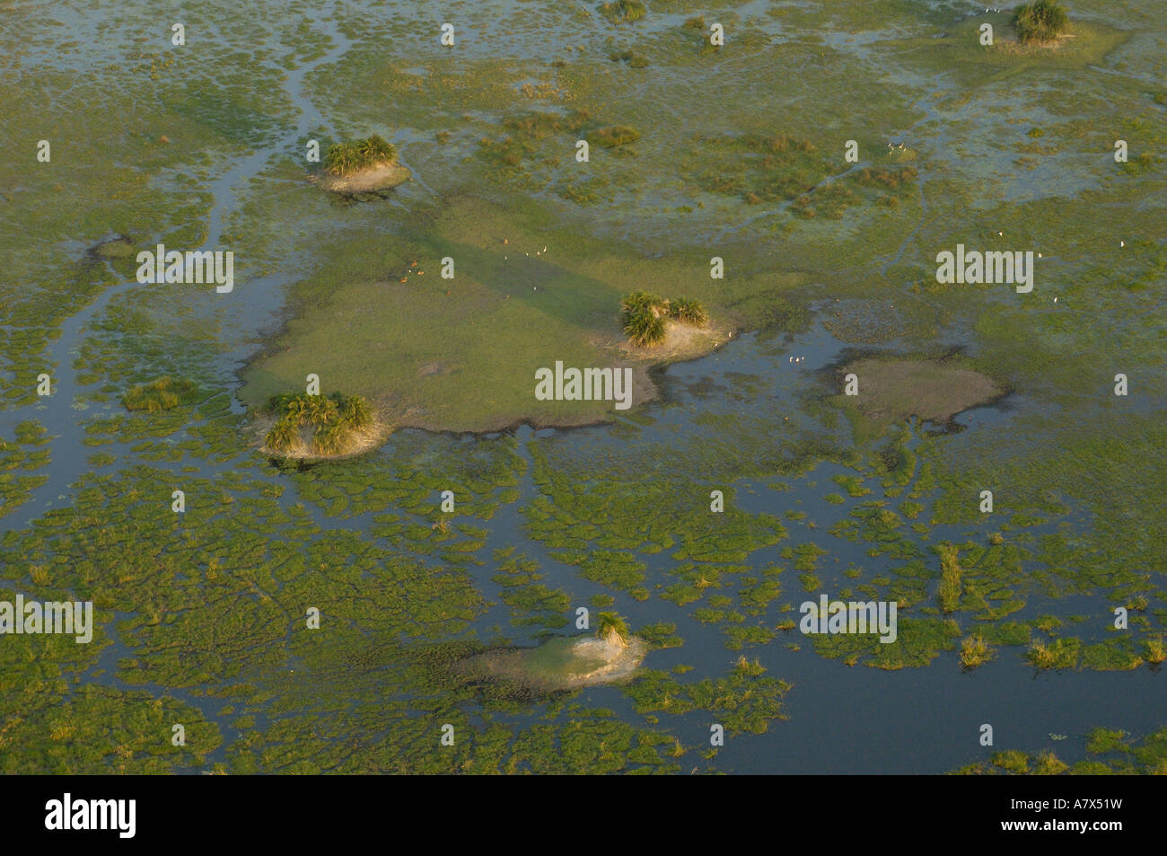 Papyrus swamps & channels with termite islands starting the process of ...