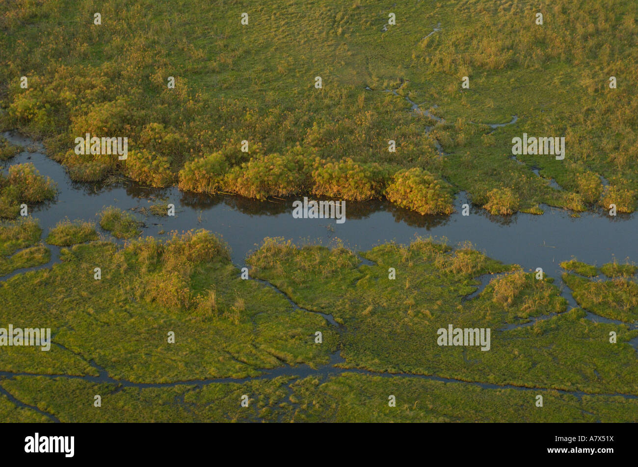 Papyrus swamps & channel. Okavango Delta, BOTSWANA. Southern Africa ...