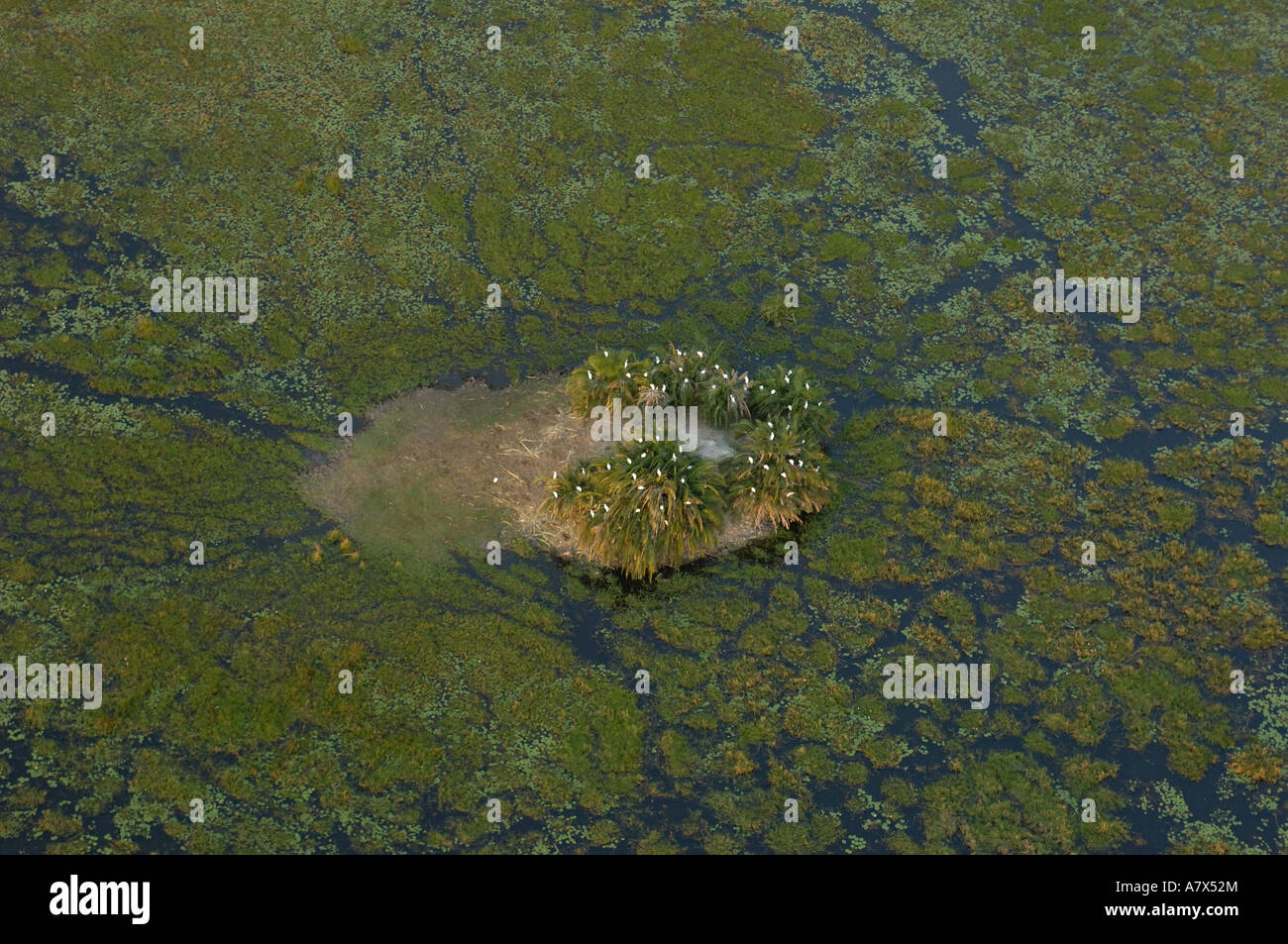 Papyrus swamps & channels with termite islands starting the process of ...