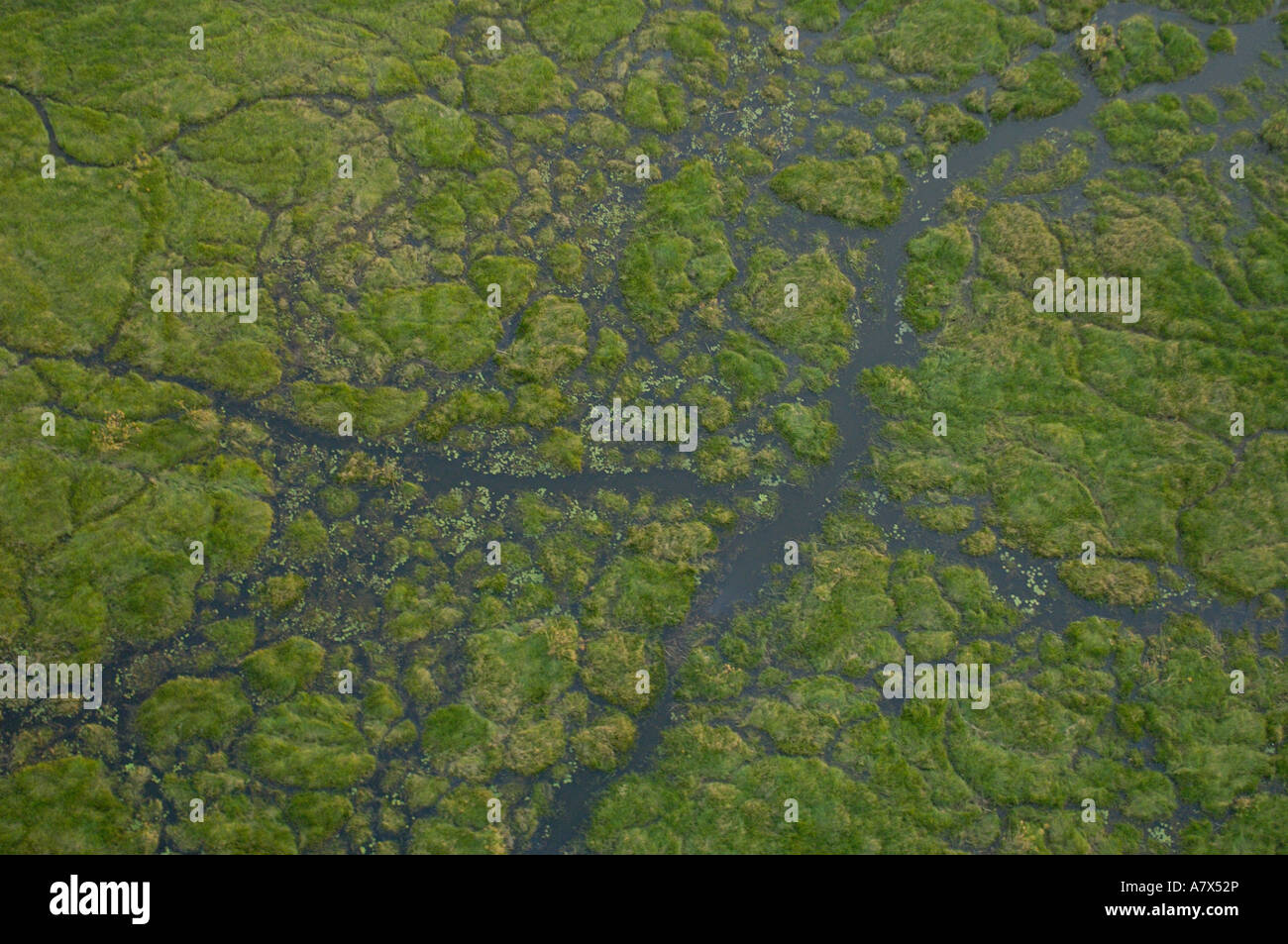 Papyrus swamps & channels. Okavango Delta, BOTSWANA. Southern Africa ...