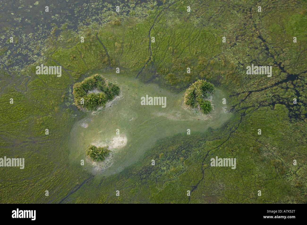 Papyrus swamps & channels with termite islands starting the process of ...