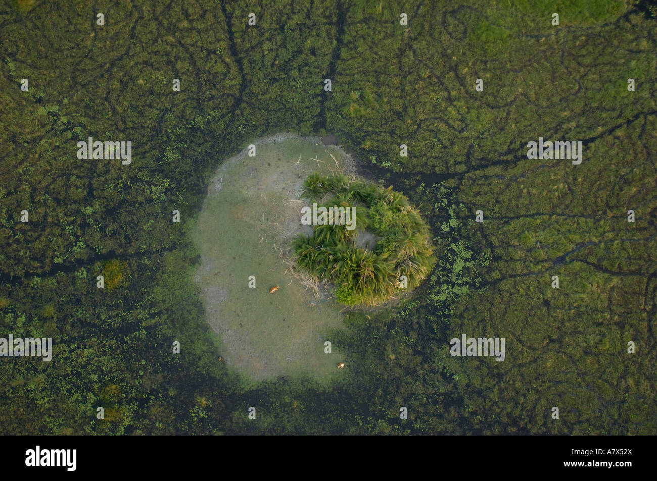 Papyrus swamps & channels with termite islands starting the process of ...