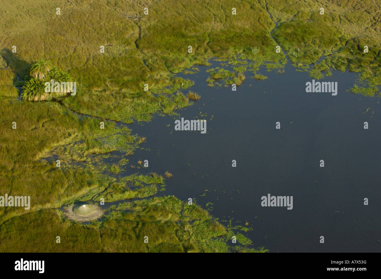 Papyrus swamps & channels with termite islands starting the process of ...