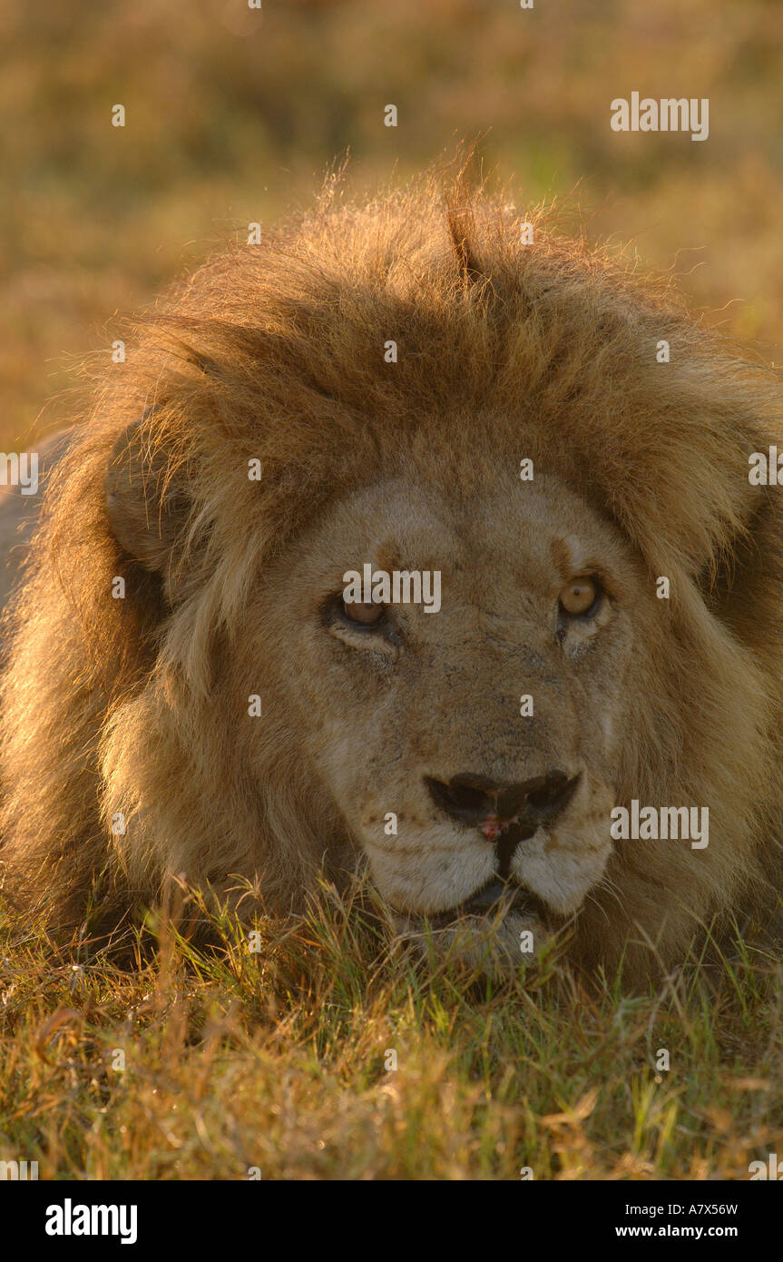Lion (Panthera leo) this is one of the Duba pride males. Duba Plains ...