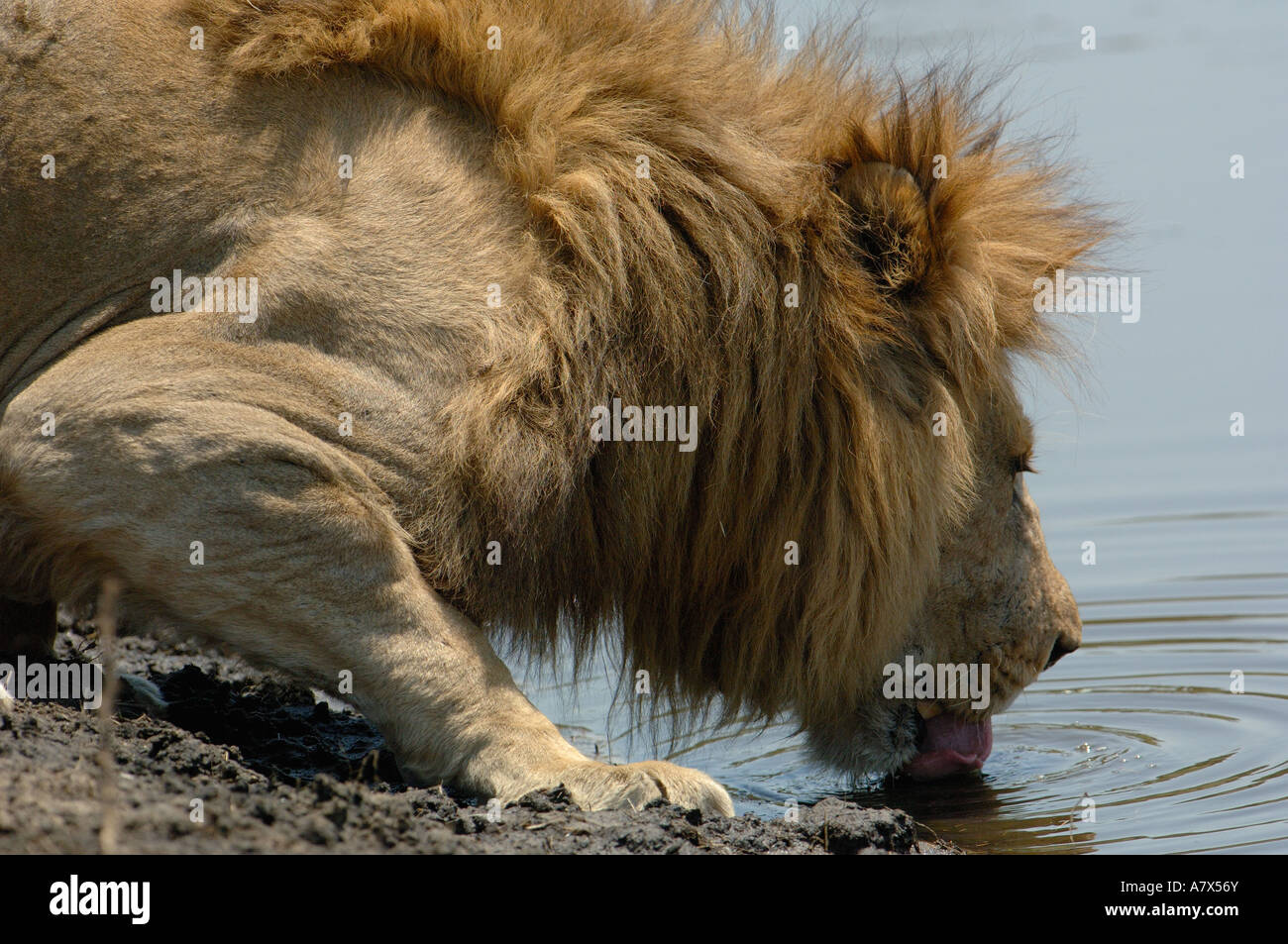 Lion drinking (Panthera leo) This is one of the Duba pride males. Duba ...
