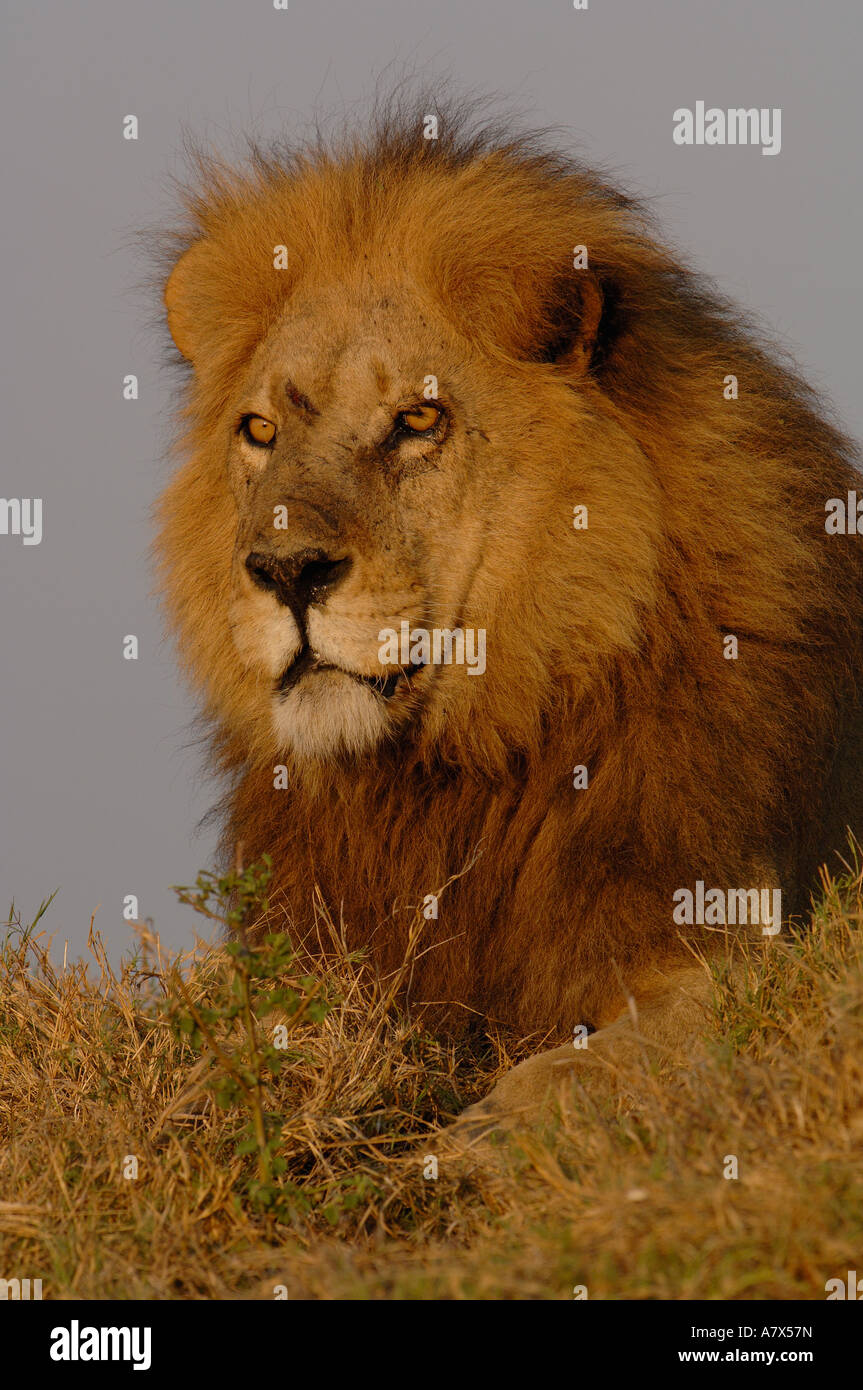 Lion (Panthera leo) this is one of the Duba pride males. Duba Plains ...