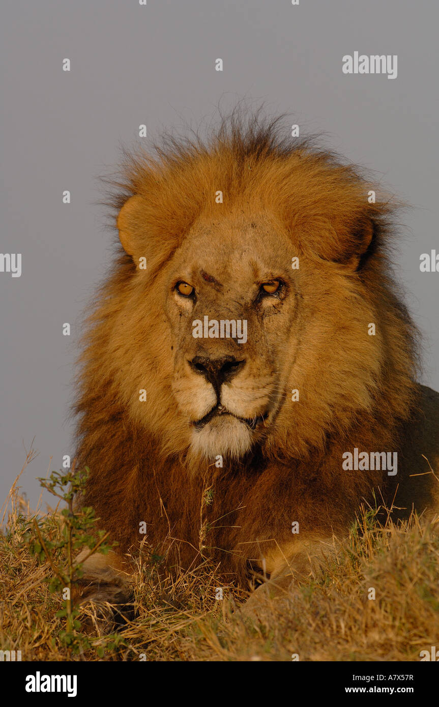 Lion (Panthera leo) this is one of the Duba pride males. Duba Plains ...