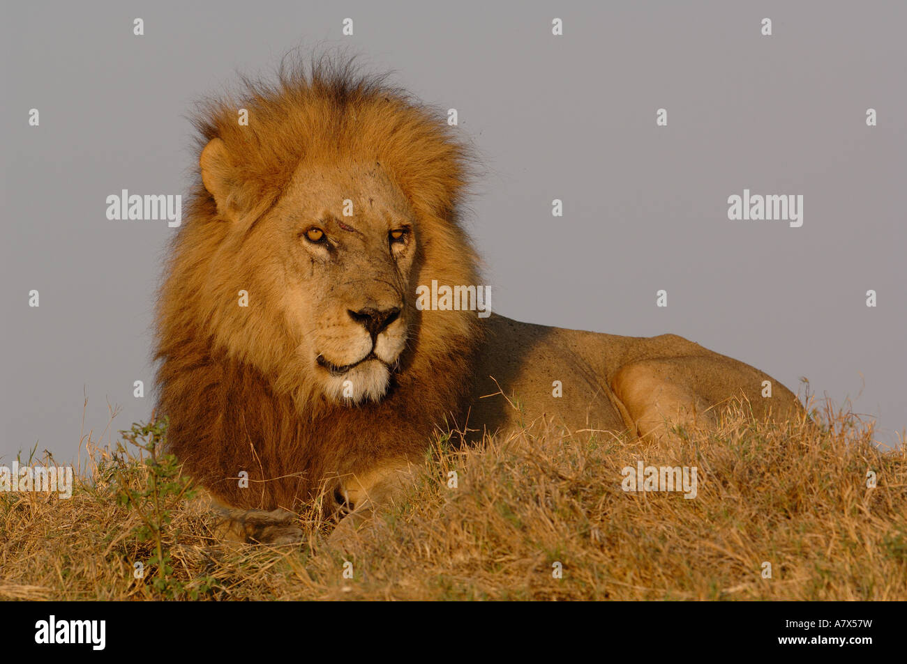 Lion (Panthera leo) this is one of the Duba pride males. Duba Plains ...