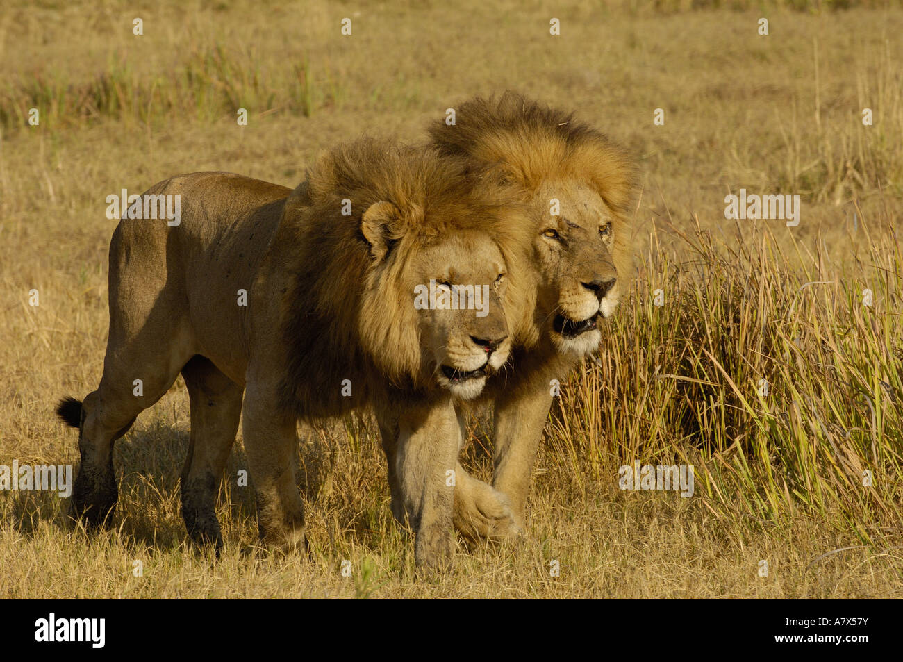 Lions (Panthera leo) These are the Duba pride males. Duba Plains ...