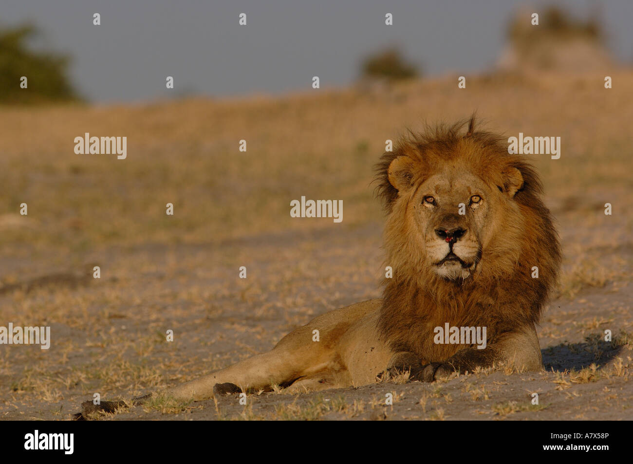 Lion (Panthera leo) this is one of the Duba pride males. Duba Plains ...