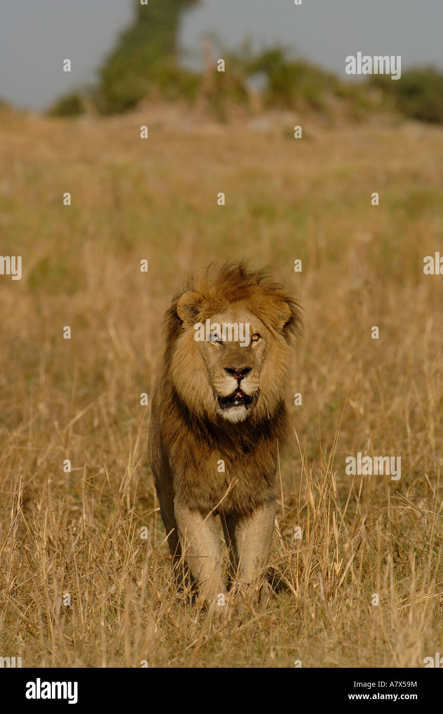 Lion (Panthera leo) this is one of the Duba pride males. Duba Plains ...